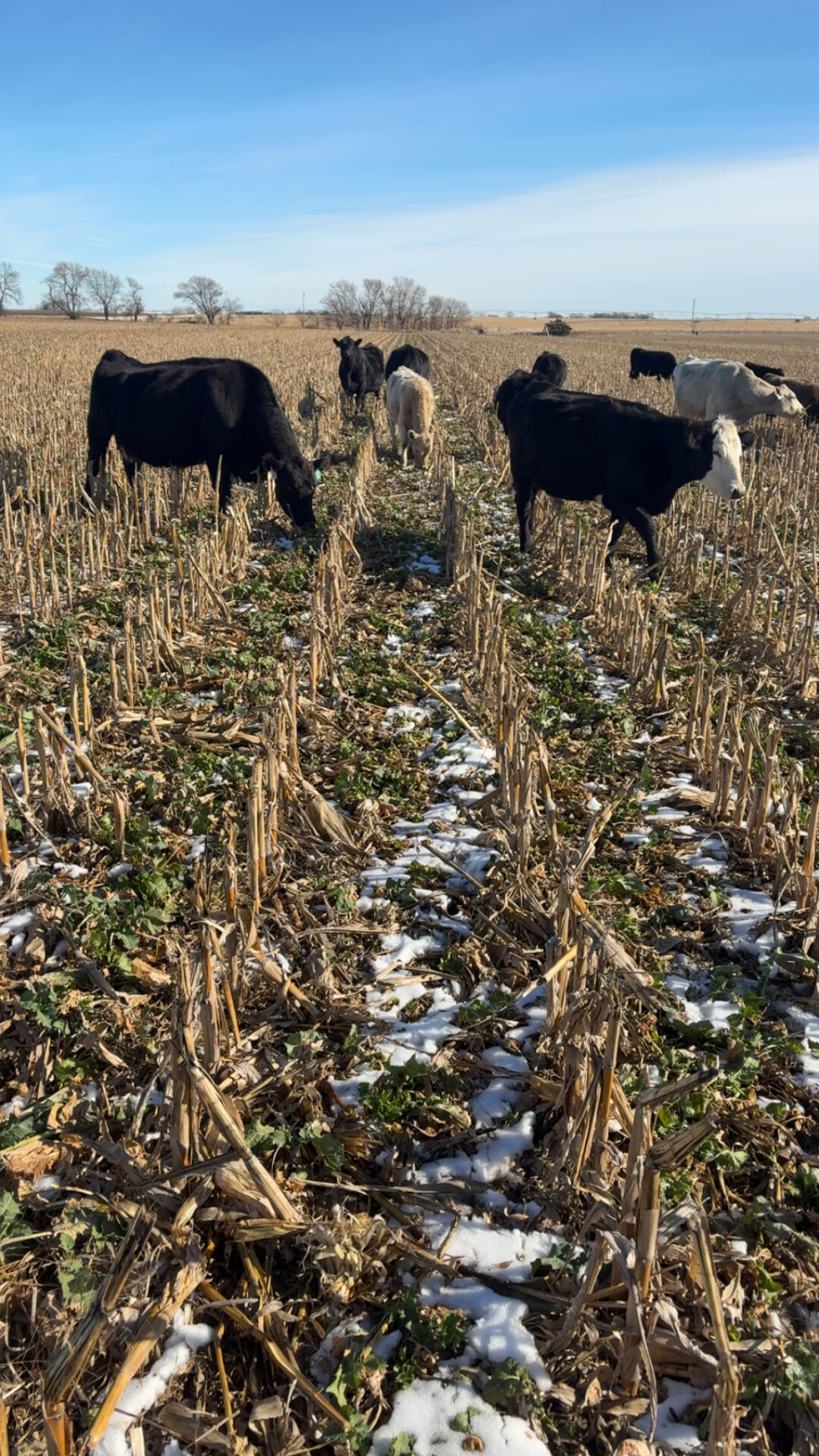 Cattle turned out on green covers at Uldrich Farms