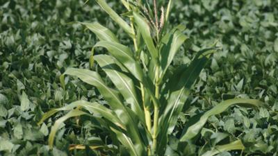 Volunteer corn joins usual suspects for 2021 season