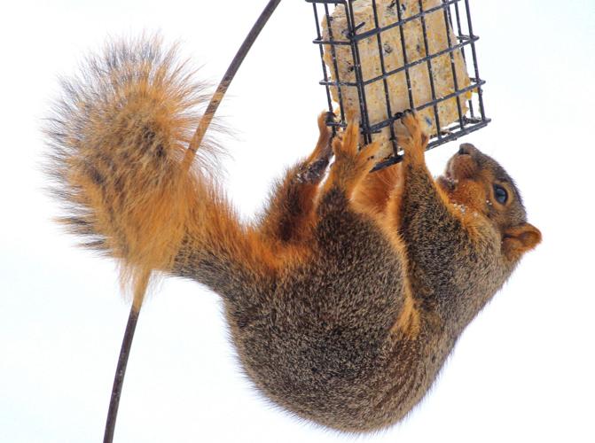 Fish, feathers, greens available