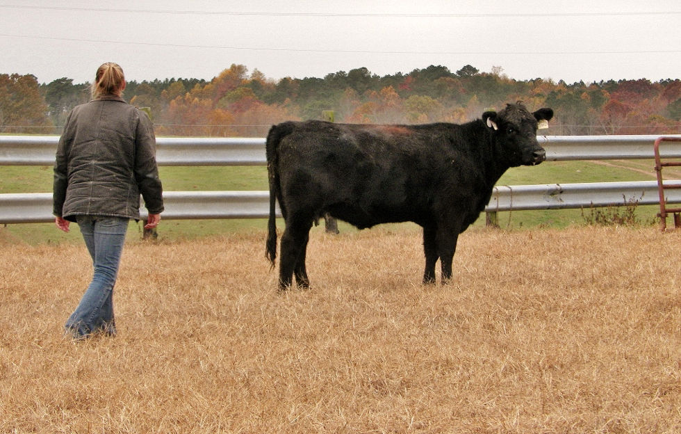 Learn about livestock handling at workshop in Crooks