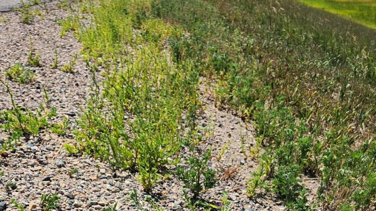 Prepare for late-season weed management