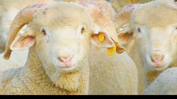 Columbia sheep breeds’ history in N.D. traces back to inaugural sale ...