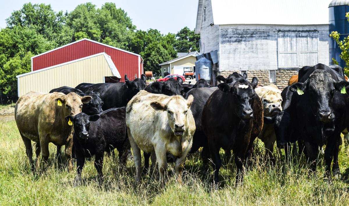 Cattle buyers put focus on precision genetics
