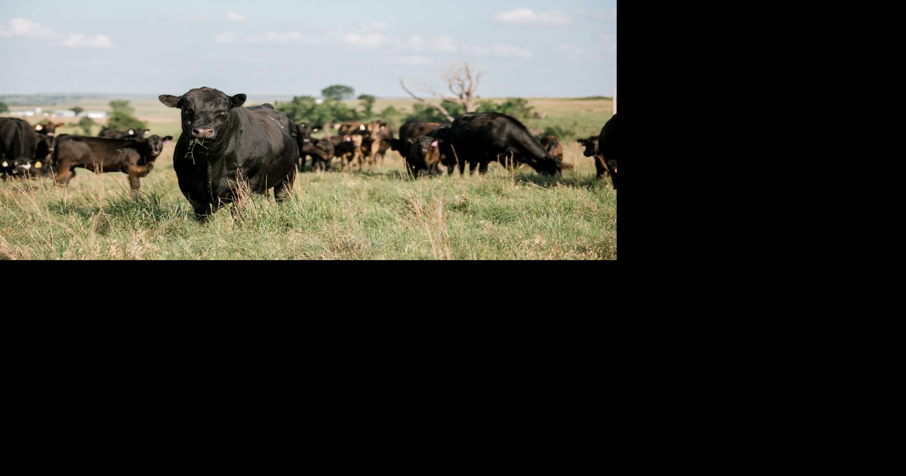 Data driven decisions to improve herd performance