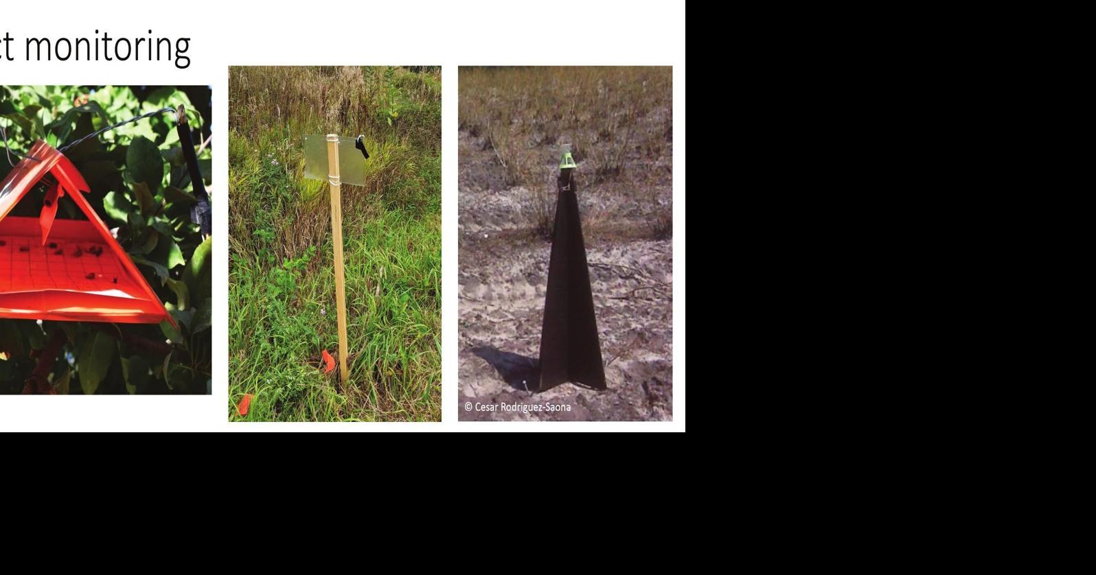 Insect Monitoring Traps