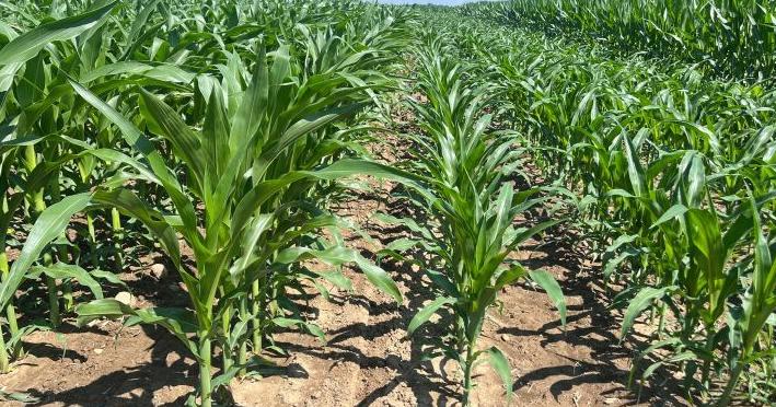 Interpret corn hybrid maturity ratings correctly
