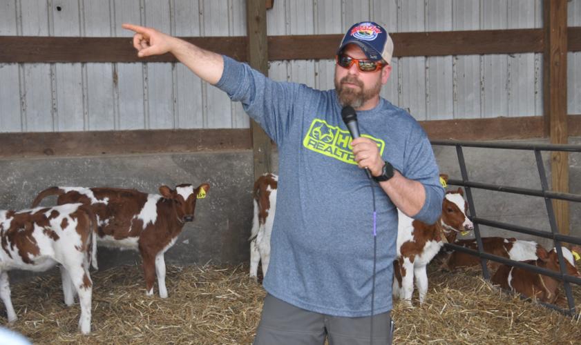 Cattle graze enhanced meadows