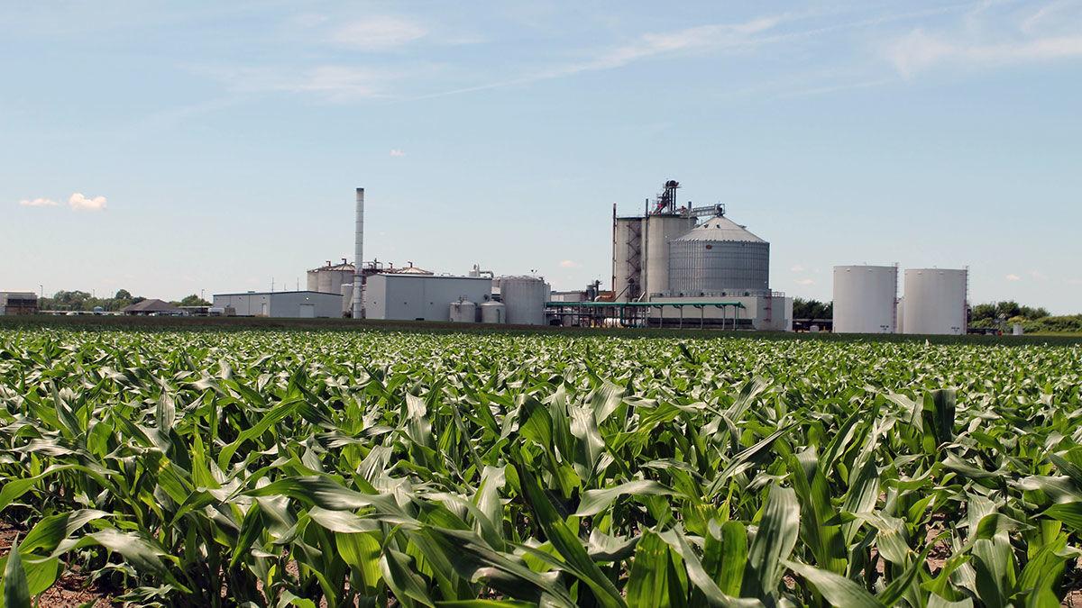 Declining ethanol demand worries corn growers