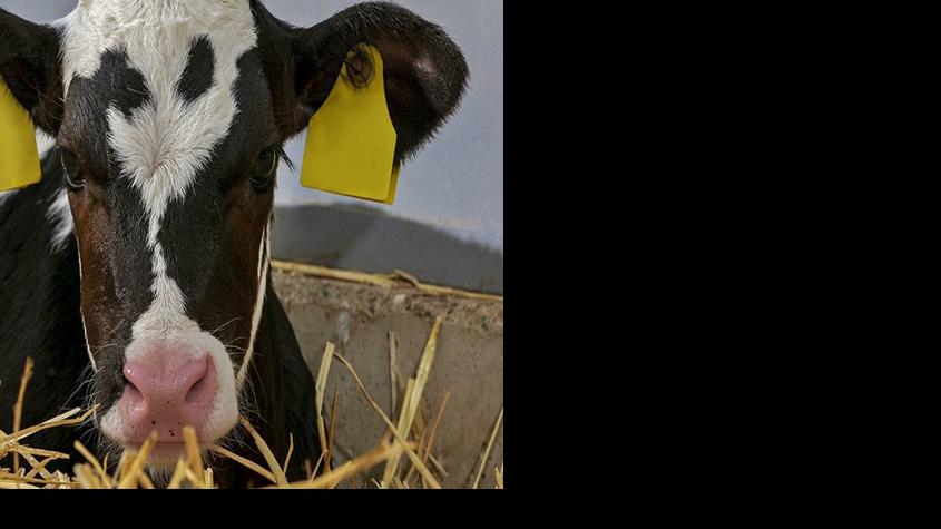 Tips offered for managing calf diarrhea | Dairy | agupdate.com