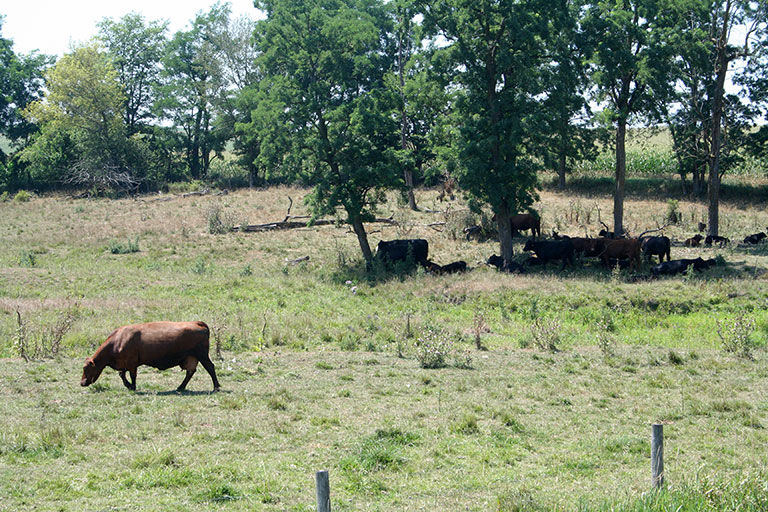 No hay while the sun shines as drought hits U.S. ranchers