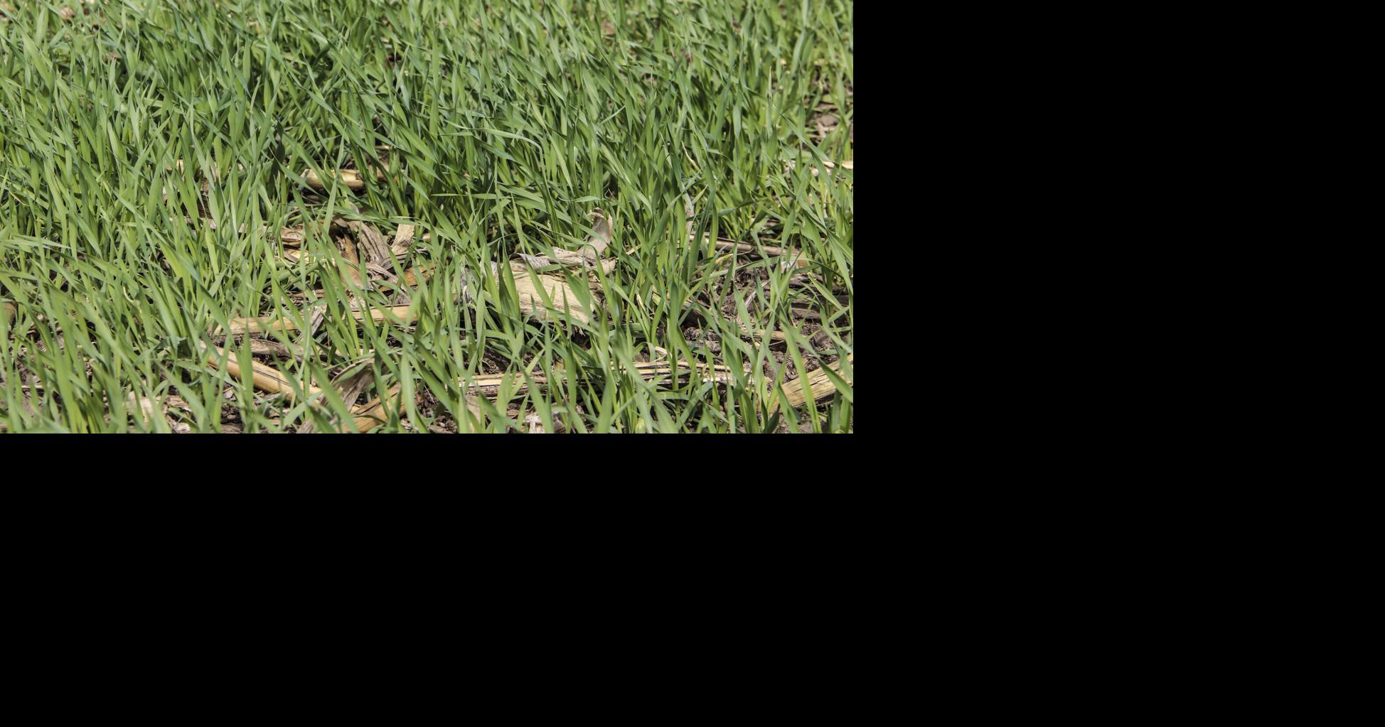 Respect small grains as forage