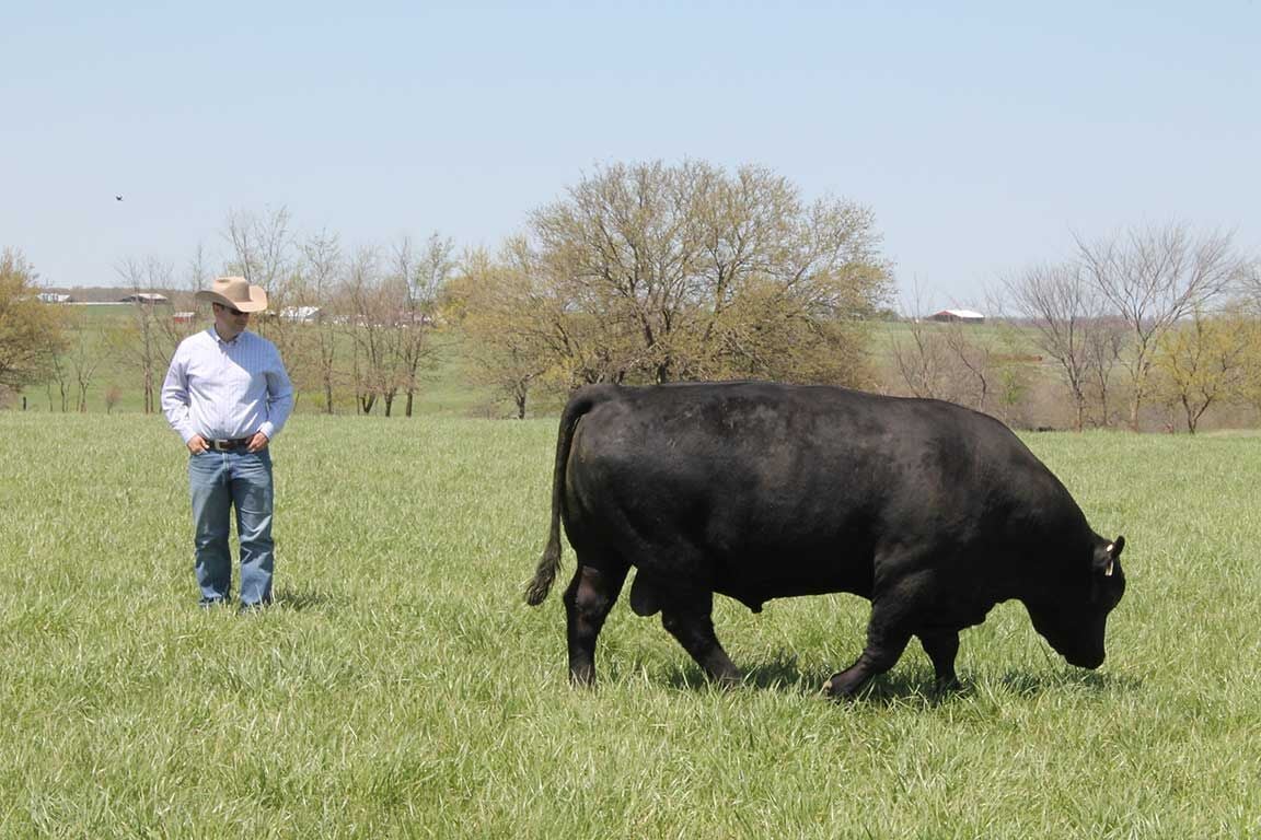 Consider ‘end game’ in sire selection