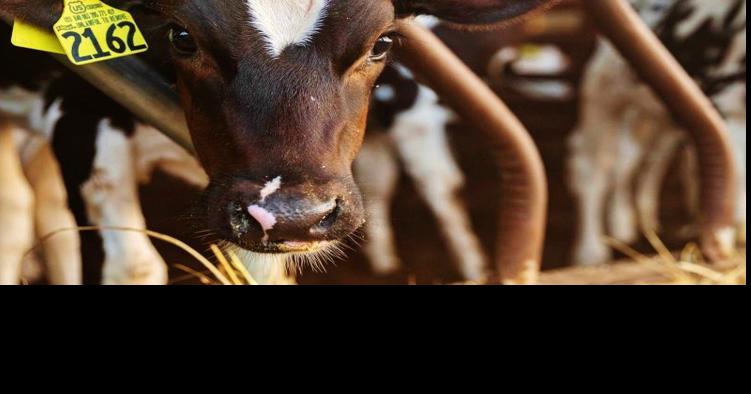 Heifer-feeding efficiency measured
