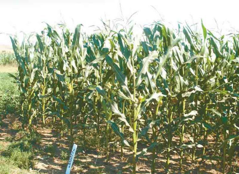 Corn silage stands alone as all-around backgrounding feed