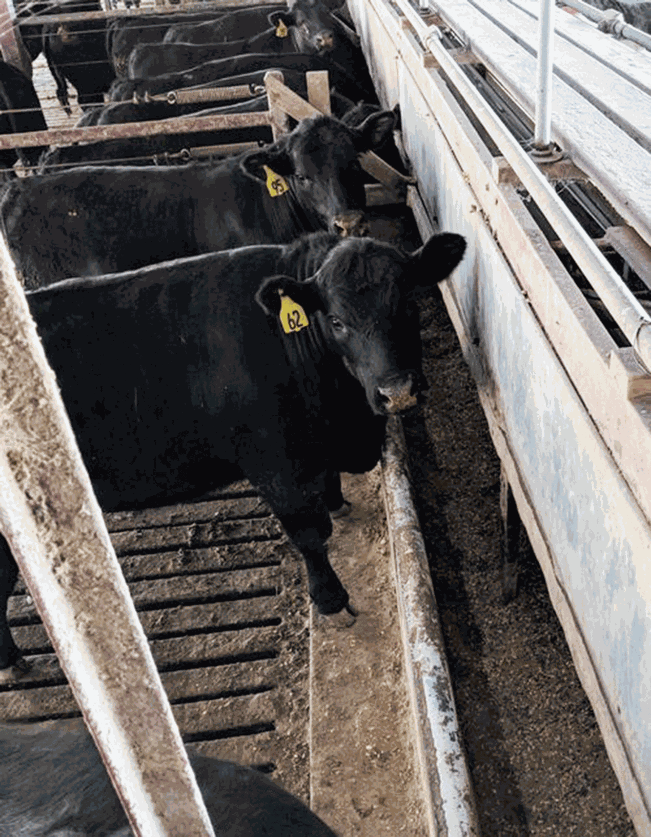 Programming cattle feed intake can improve feed efficiency