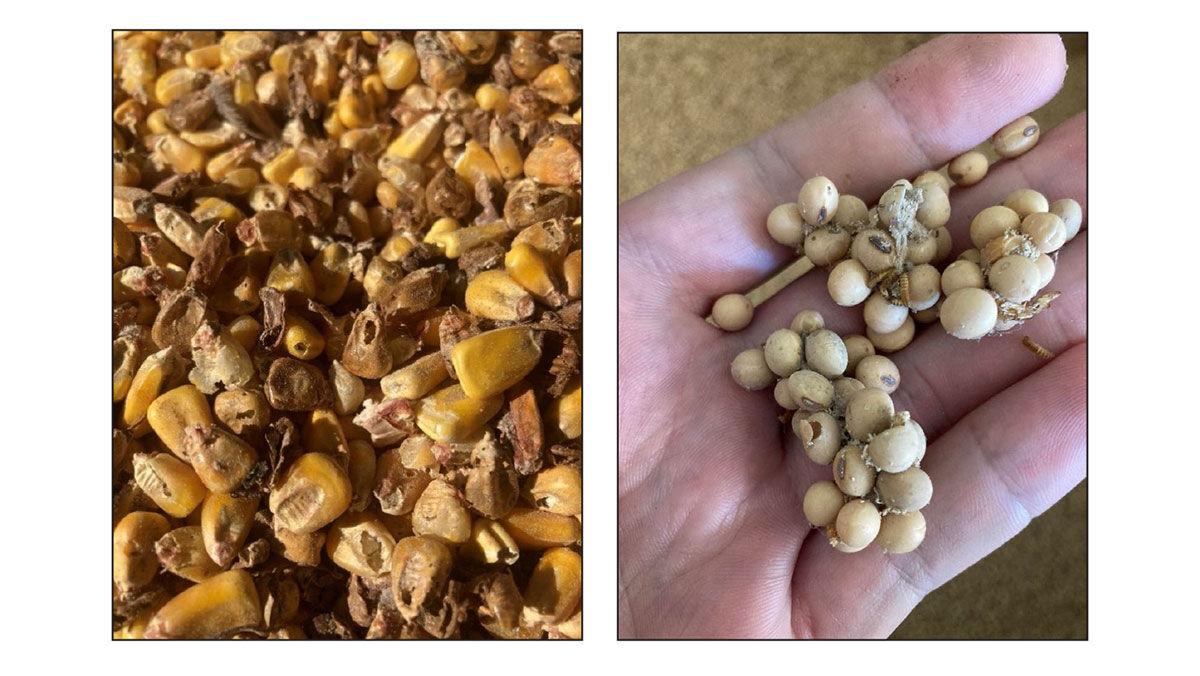 Prevent stored grain pest issues before winter