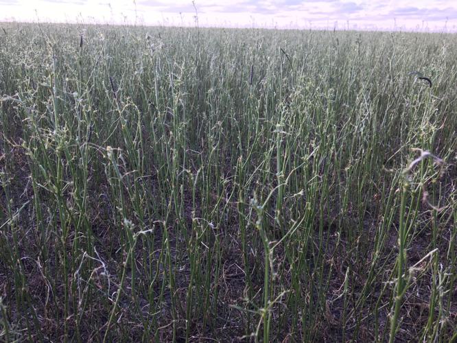 Army cutworms destroy alfalfa stand just before fourth cutting