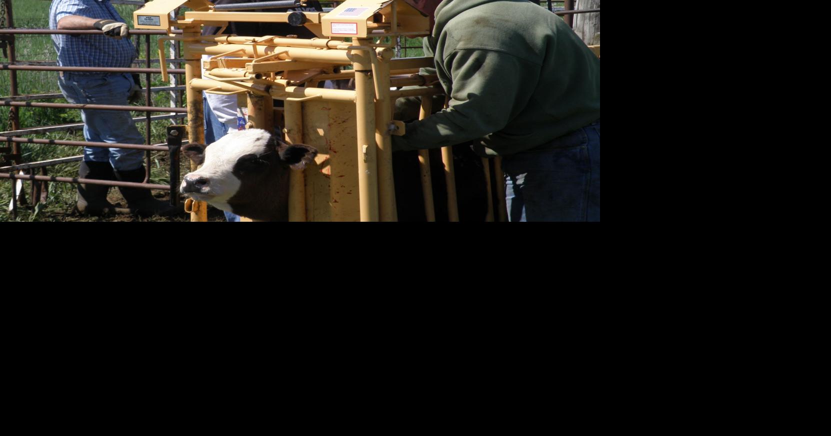 Fall processing recommendations for your weaning-age calves