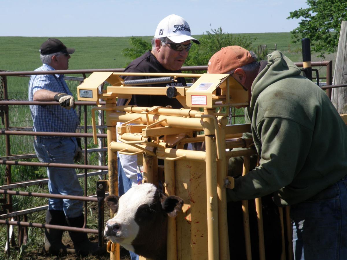 Fall processing recommendations for your weaning-age calves