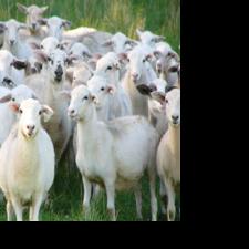 Accelerated lambing systems provide edge