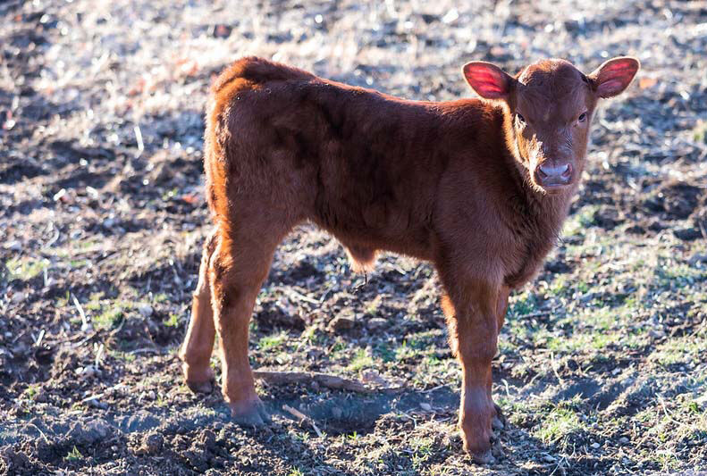 Assessing dehydration in calves