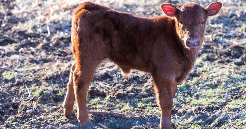 Assessing dehydration in calves