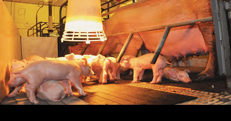 Pig-litter numbers record-setting