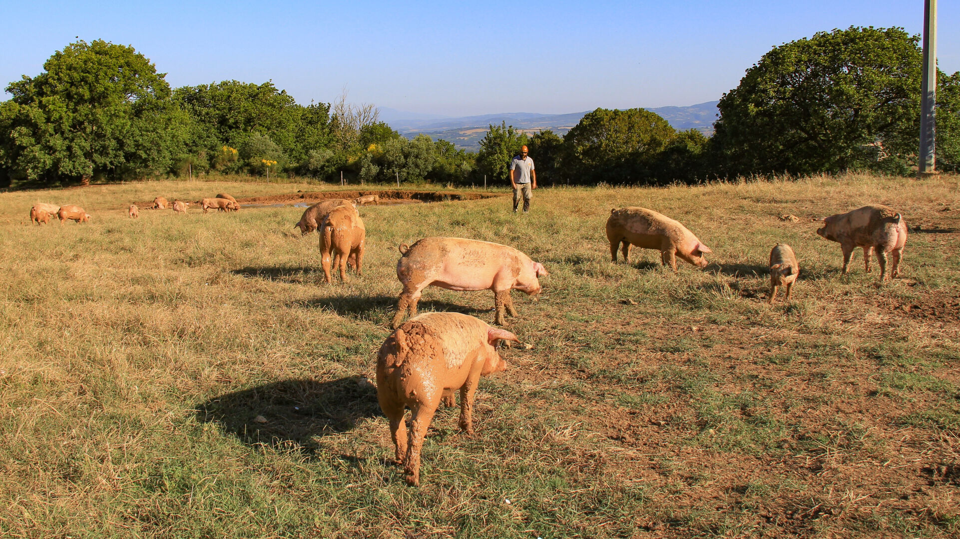 Pigs move indoors for safety