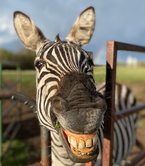 Unique livestock: Zebras in Kansas draw onlookers of all ages ...