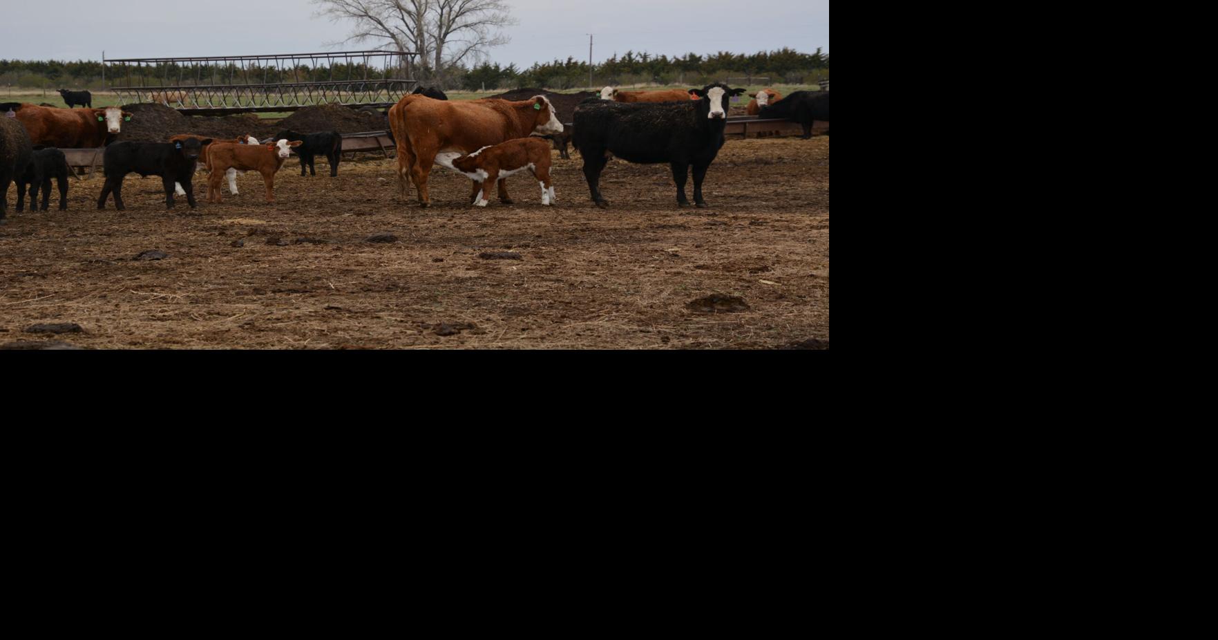 Is ‘this’ normal? Veterinarian explains calving problems