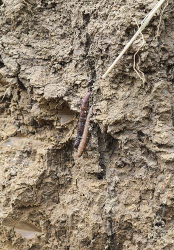 Soil pit shows worms, roots