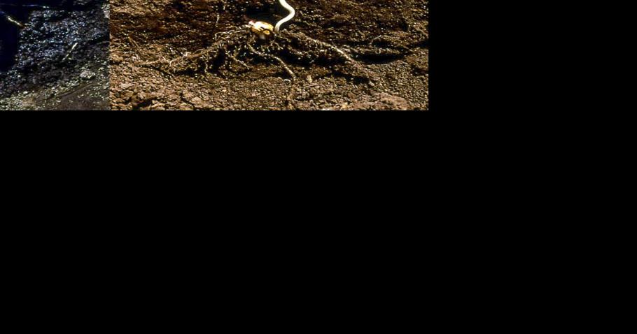 Corn Agronomy – by an agronomist, about corn