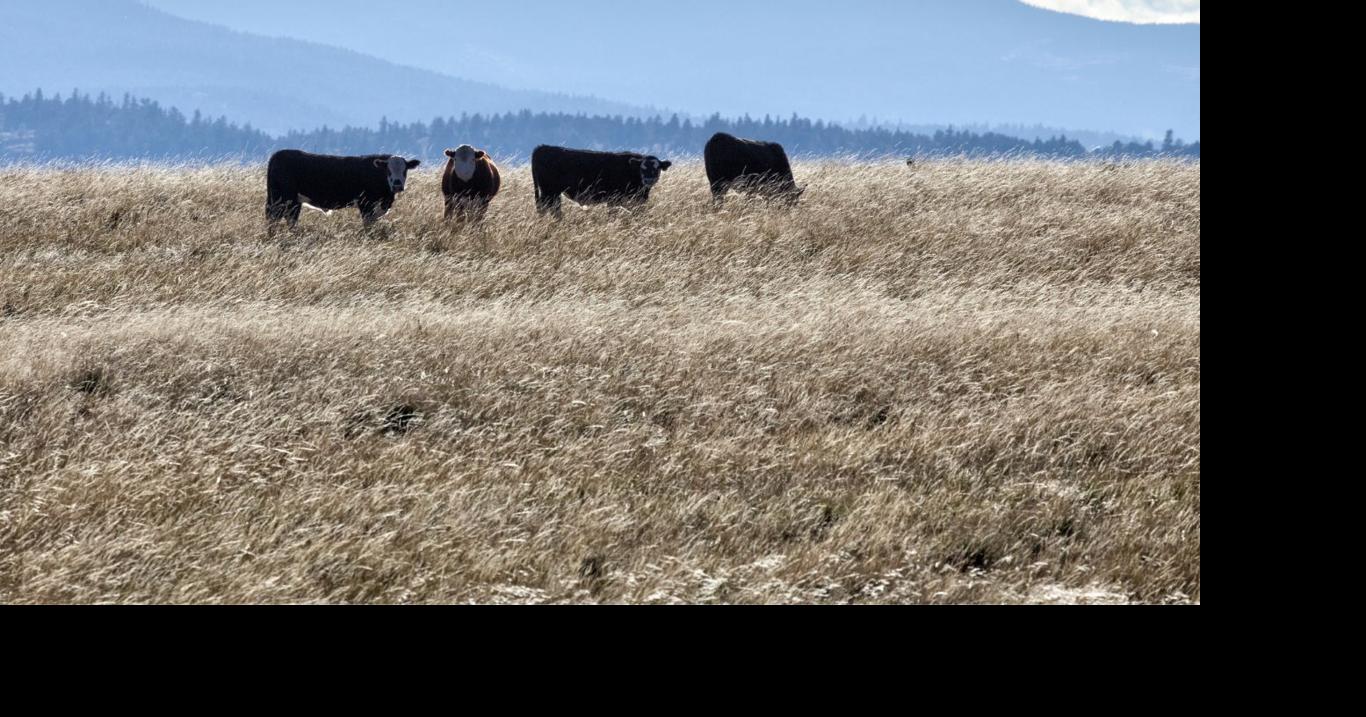 Piglets, lambs, snow welcome spring on Herman Ranch