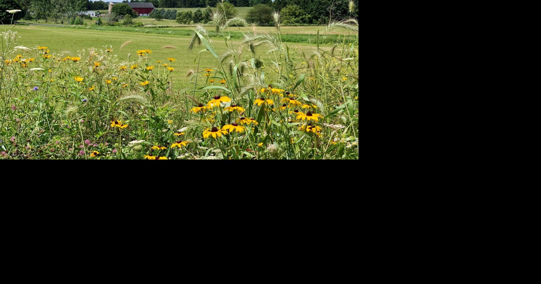 Prairie strips roll with farmer's terrain