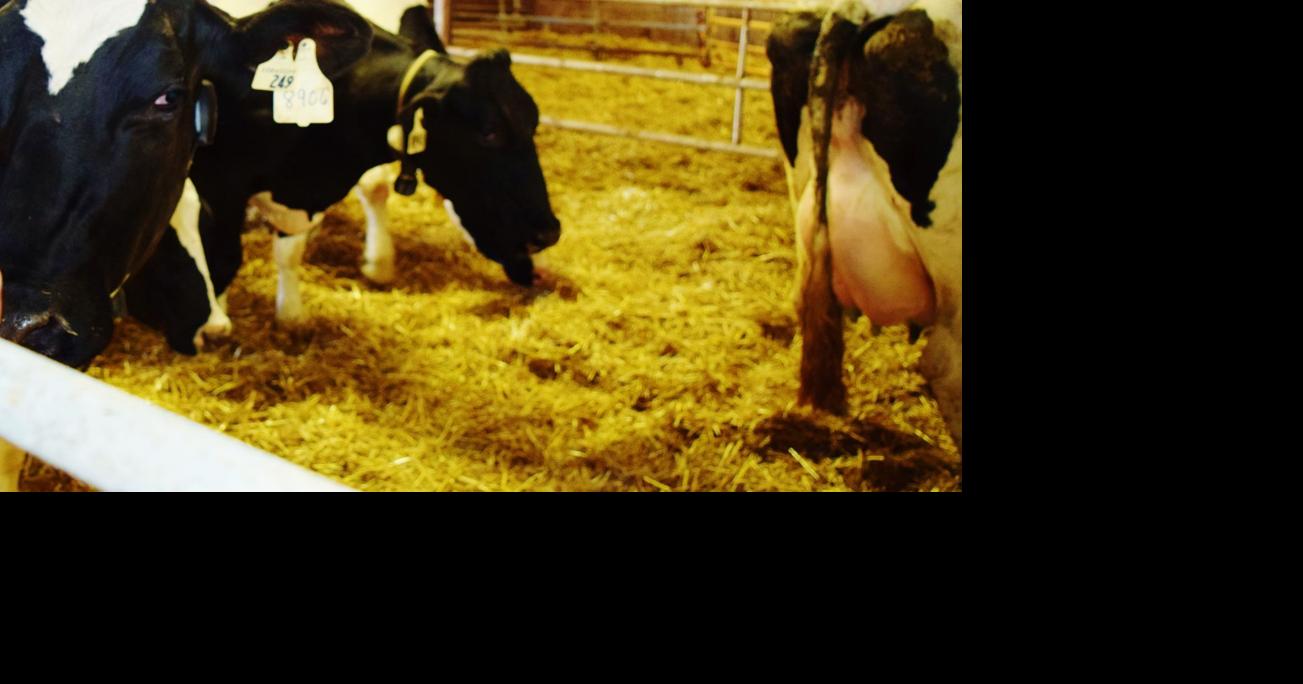 Improve transition-cow management