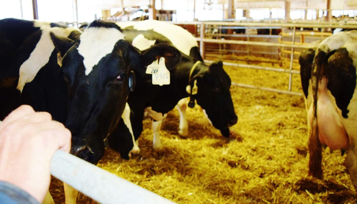 Improve transition-cow management