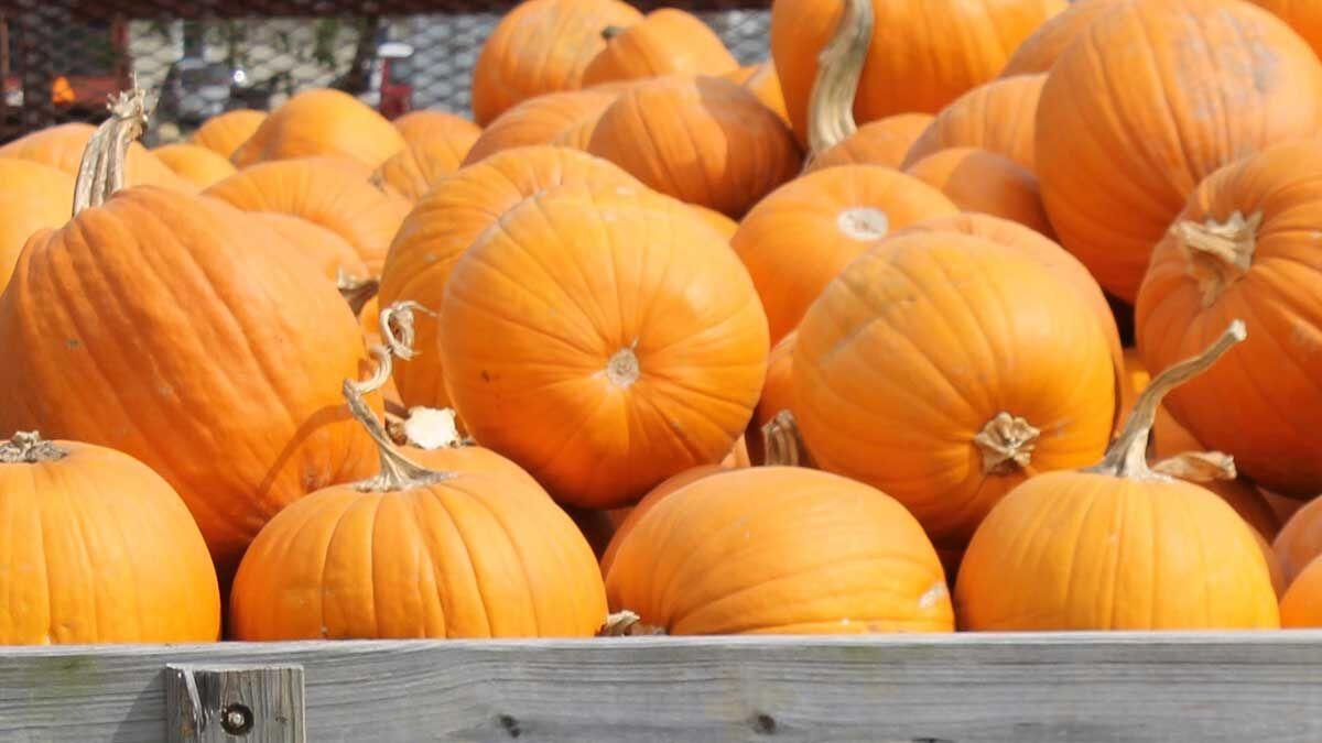 How to harvest prep and store pumpkins