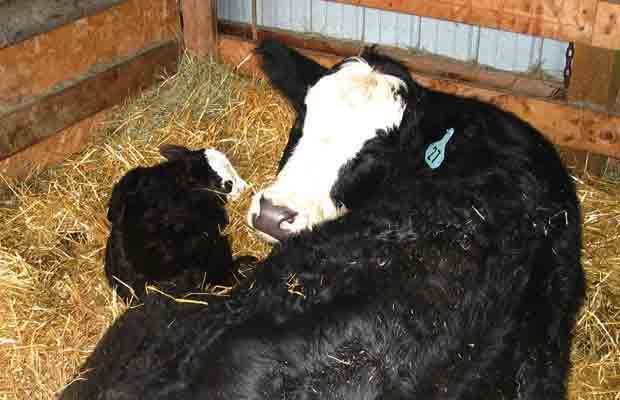 Take proper steps when calves suffer from dehydration
