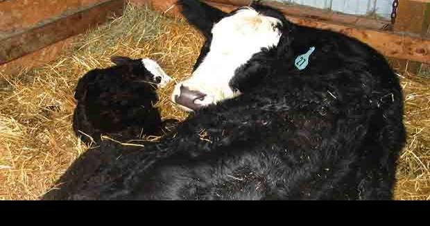 Take proper steps when calves suffer from dehydration