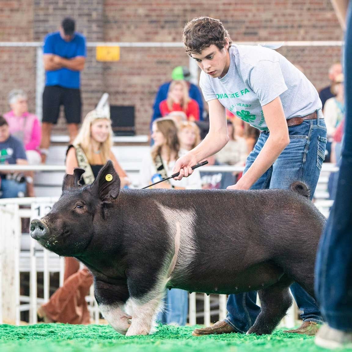 16-year-old finds family in the show pig business