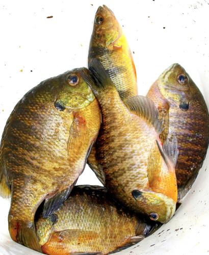 Fish, feathers, greens available