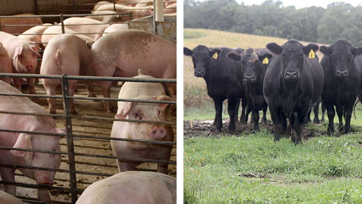 Developments emerge in cattle industry