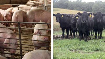 Developments emerge in cattle industry