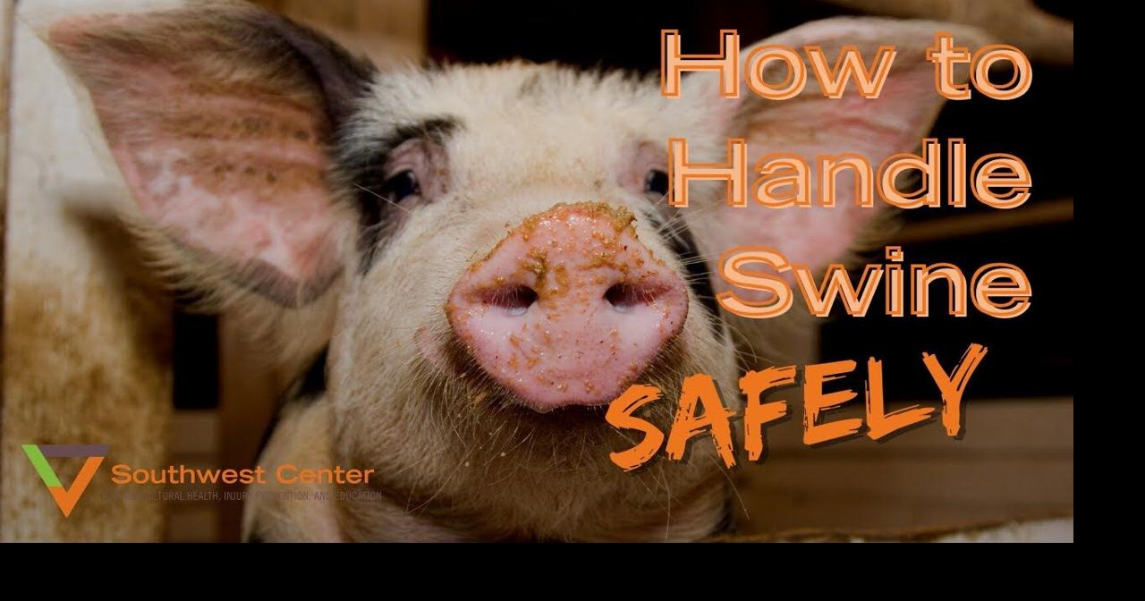 How To Work Swine | Pig, Swine, Hog Handling Tips