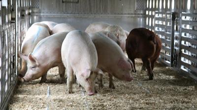 Pork producers seek trade deal, labor solutions
