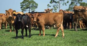 Thinking of backgrounding your calves? The time is now!