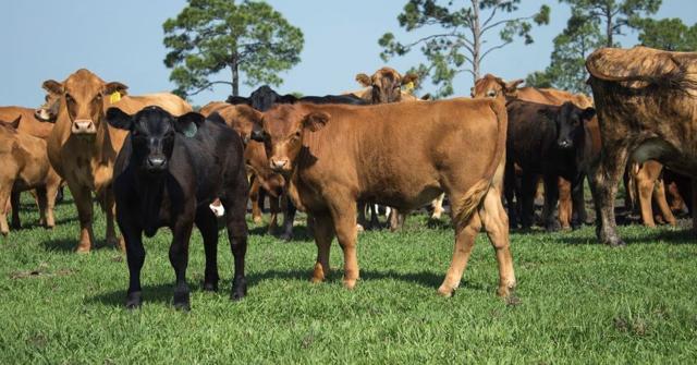 Thinking of backgrounding your calves? The time is now!