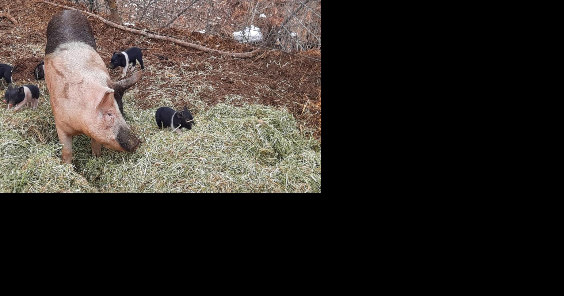 Pig problems continue for Herman ranch