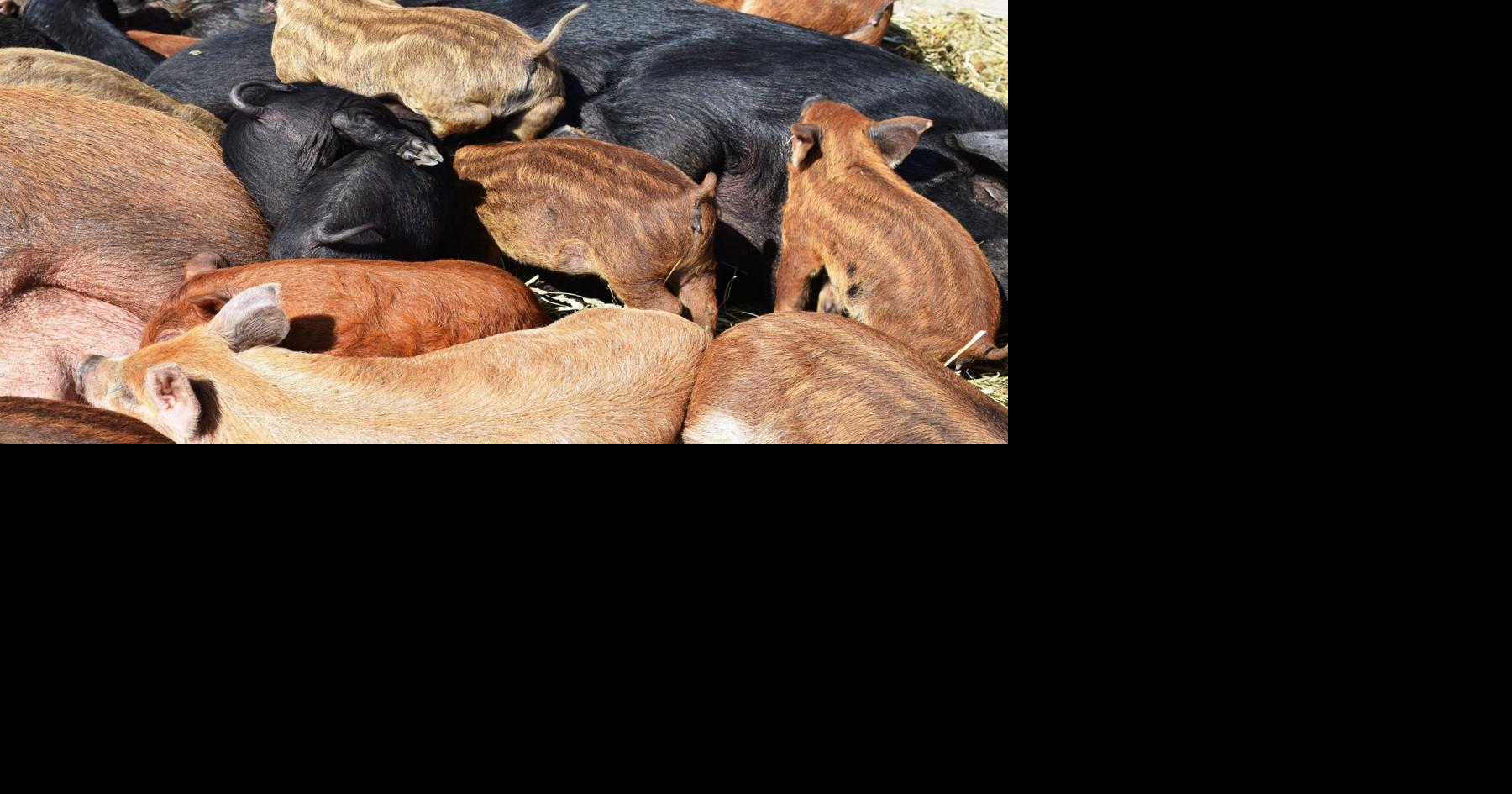 Pig probiotics prove positively promising