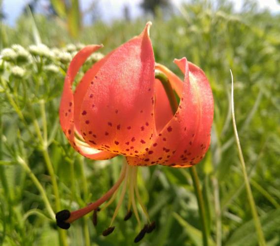 Central Missouri’s Tucker Prairie provides research opportunities